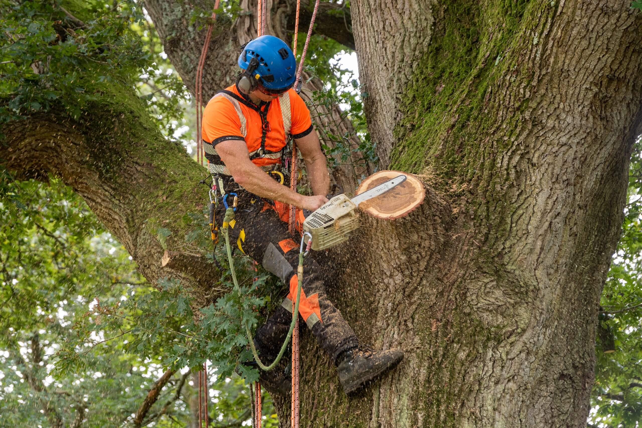 Tree Surgery | Tree Cutting | Hedge Trimming Services Dublin